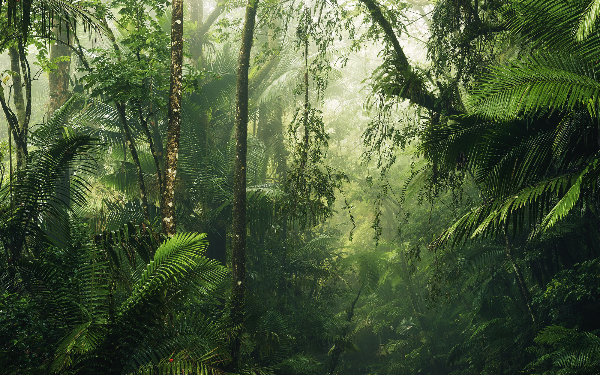 Vert Intense - Selva Tropical Intensa | Komar®