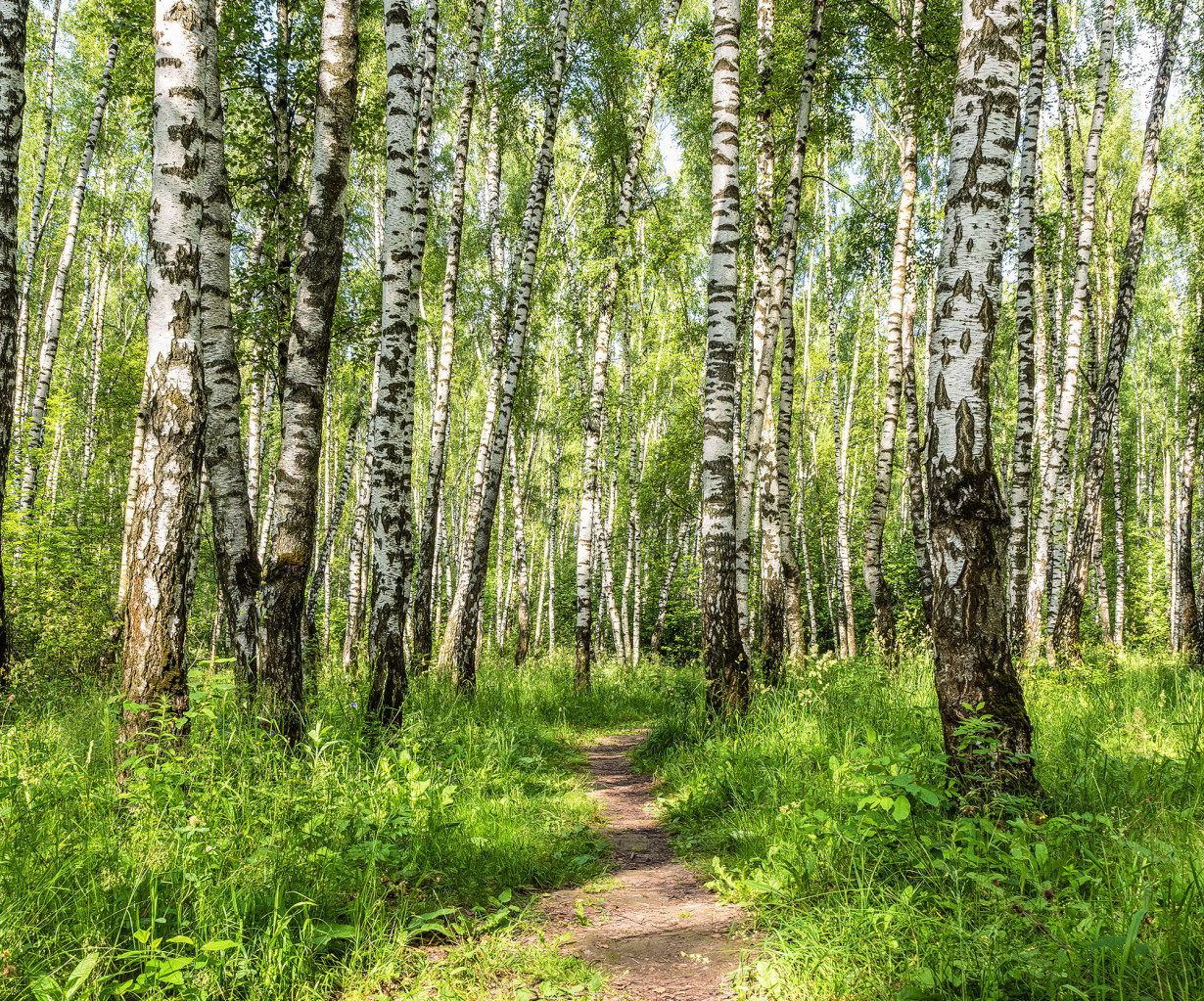 Fototapeten | Digitaldrucktapete "Forêt de Bouleaux" von Komar®