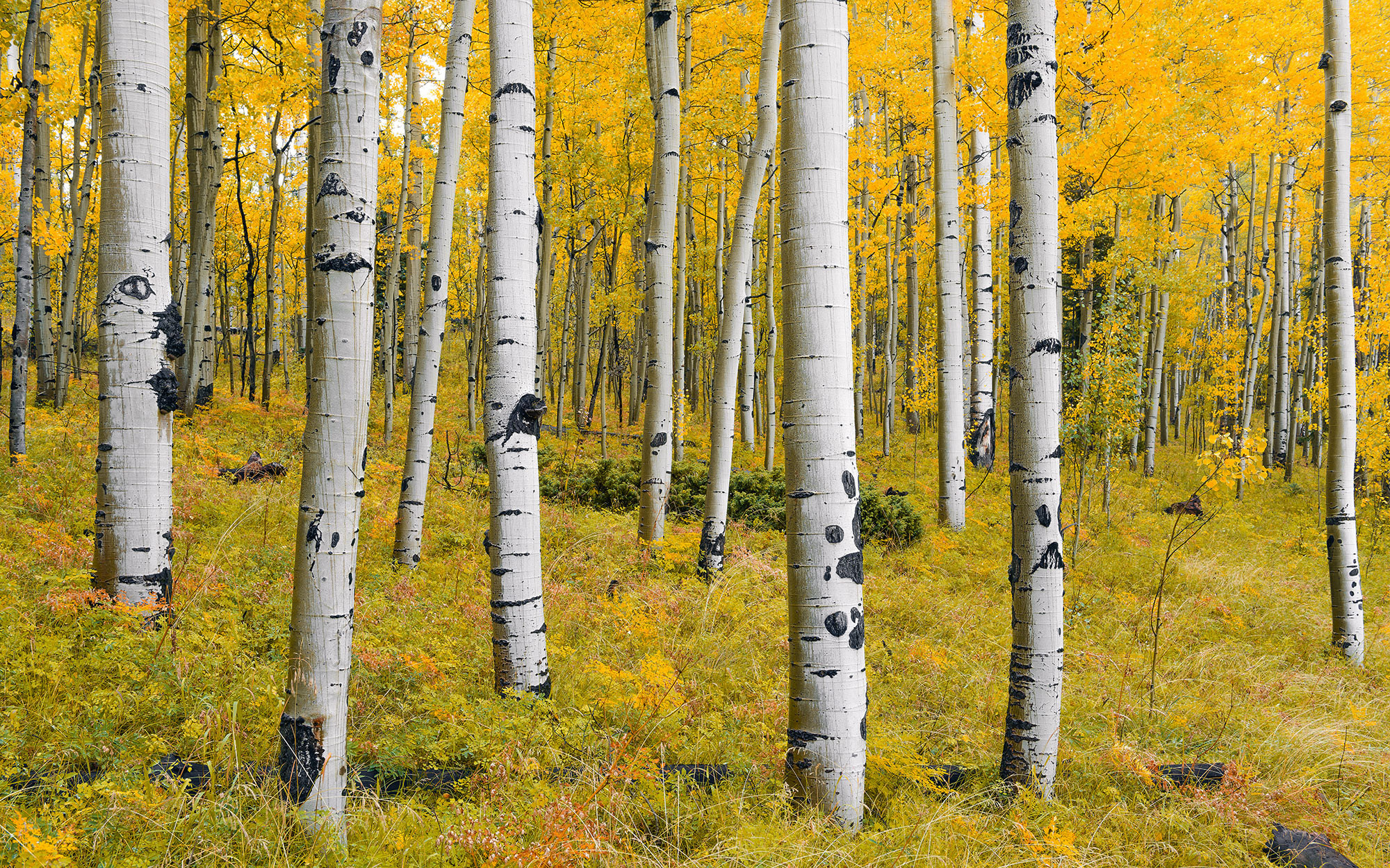 Orange Forest - Autumn Aspen Forest | Komar®