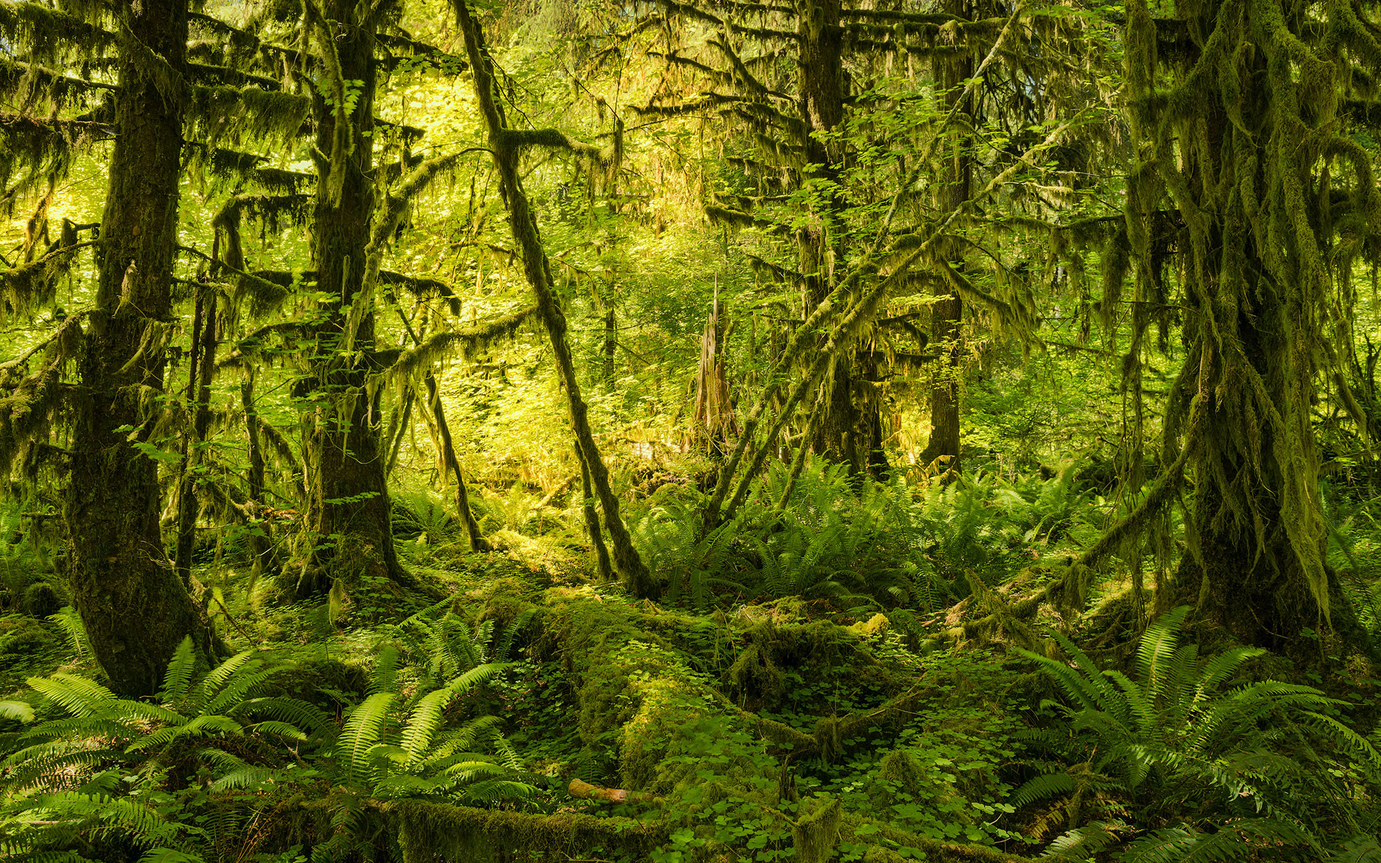 Ancient World - Ancient Forest Mural | Komar®