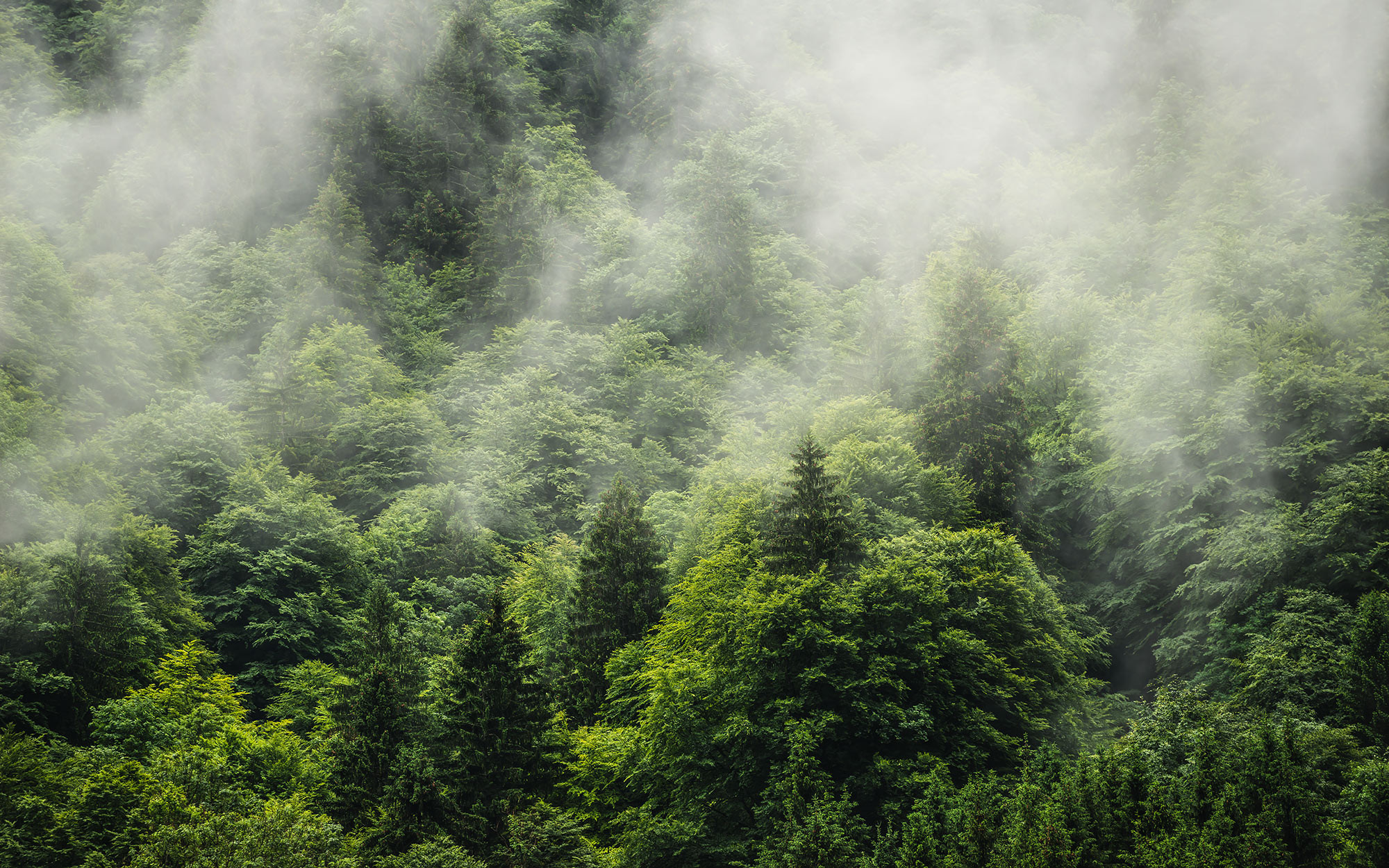Forest Land - Foresta Nebbiosa Panoramica | Komar®
