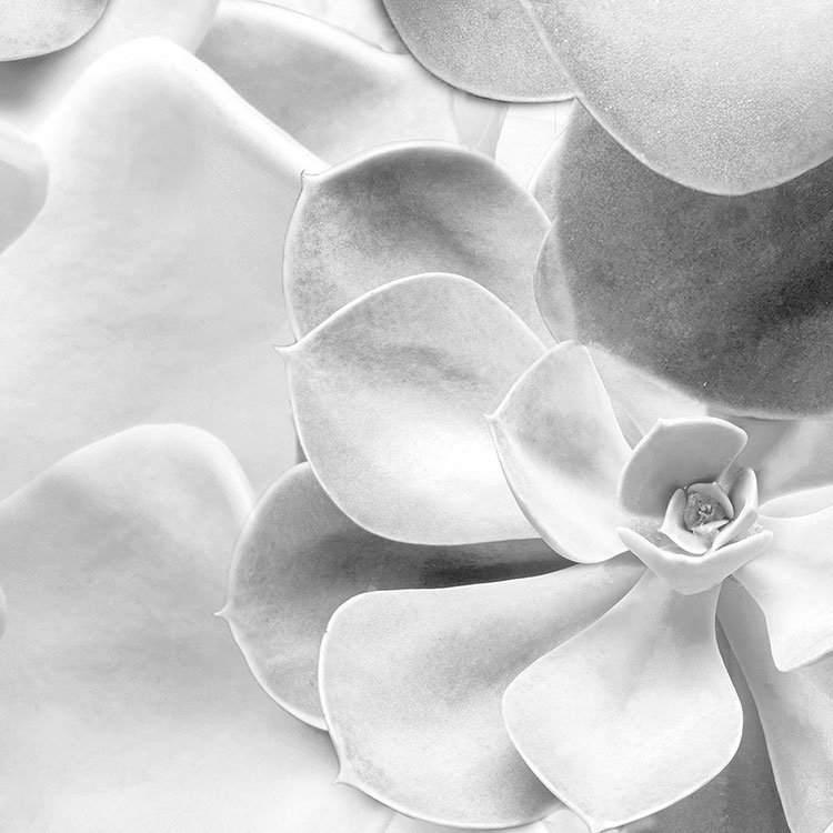 Echeveria - Monochrome Succulent Dot | Komar®