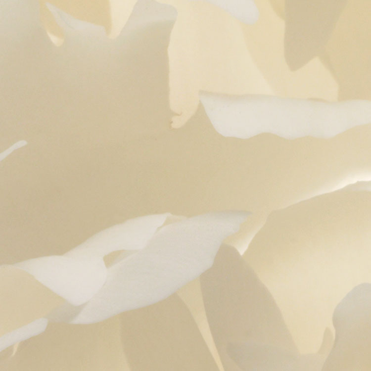 Photomurals | Photomural on non-woven "Shalimar" by Komar®