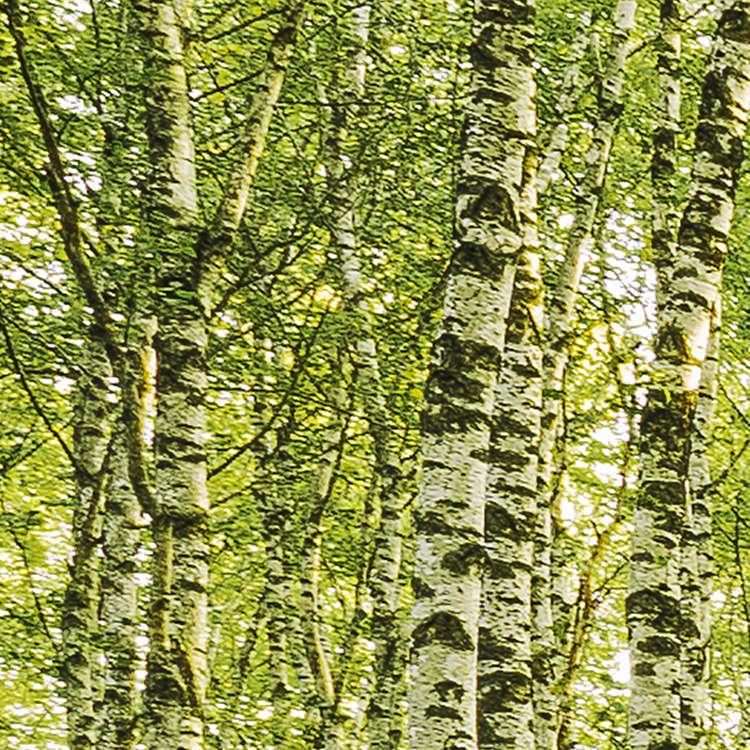 Birch Trees - Sonnenwald Birken Natur | Komar®