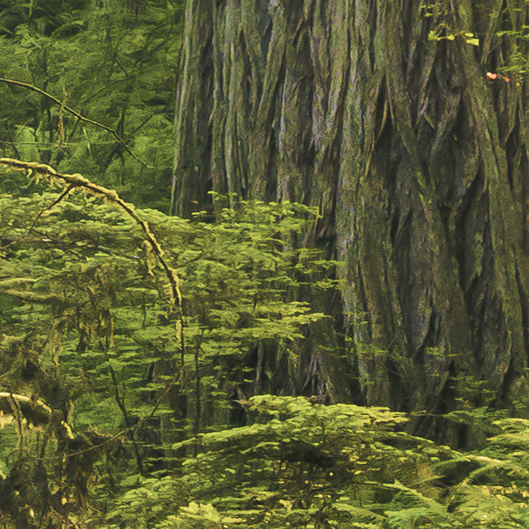 Goblins Woods - Enchanted Forest Sunlight | Komar®